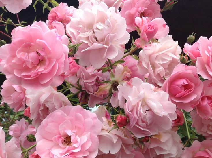 Boca Raton Flower Delivery | Premium Flowers & Free Delivery – Boca ...